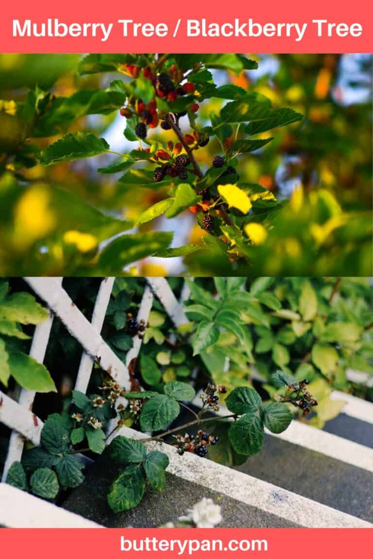 Mulberry Tree & Blackberry Tree: Are They The Same? - ButteryPan